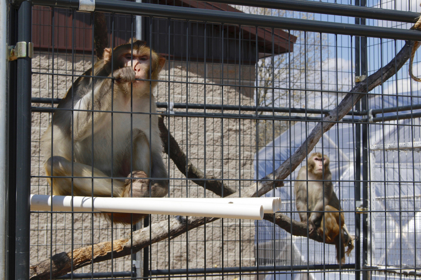 Seven Baby Monkeys Poisoned at U.S. Research Center | RealClearScience