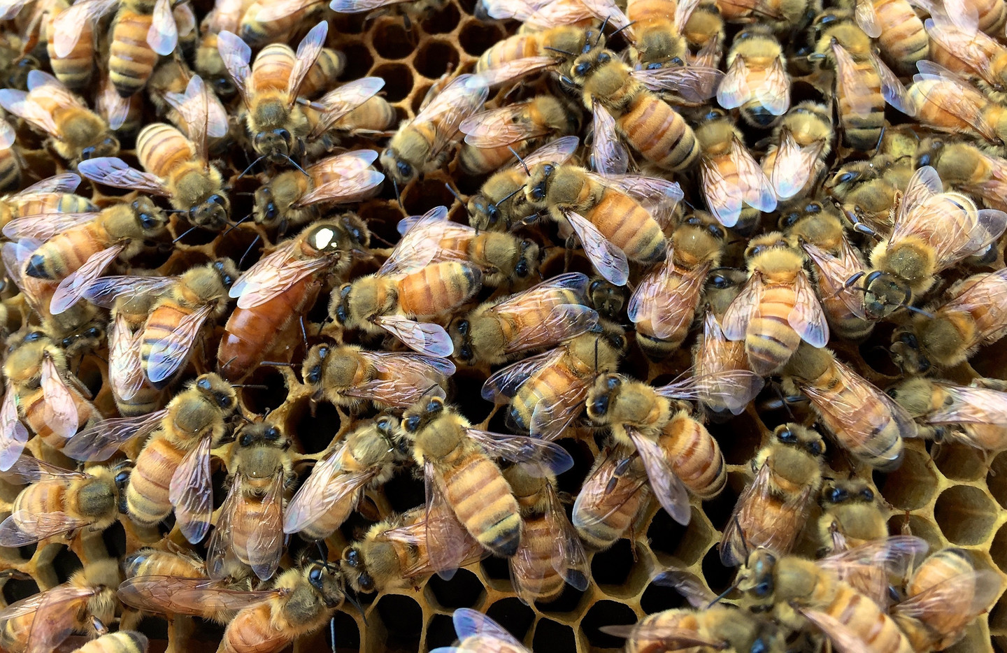 The Problem With Honey Bees | RealClearScience