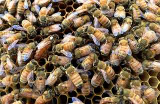 The Problem With Honey Bees | RealClearScience