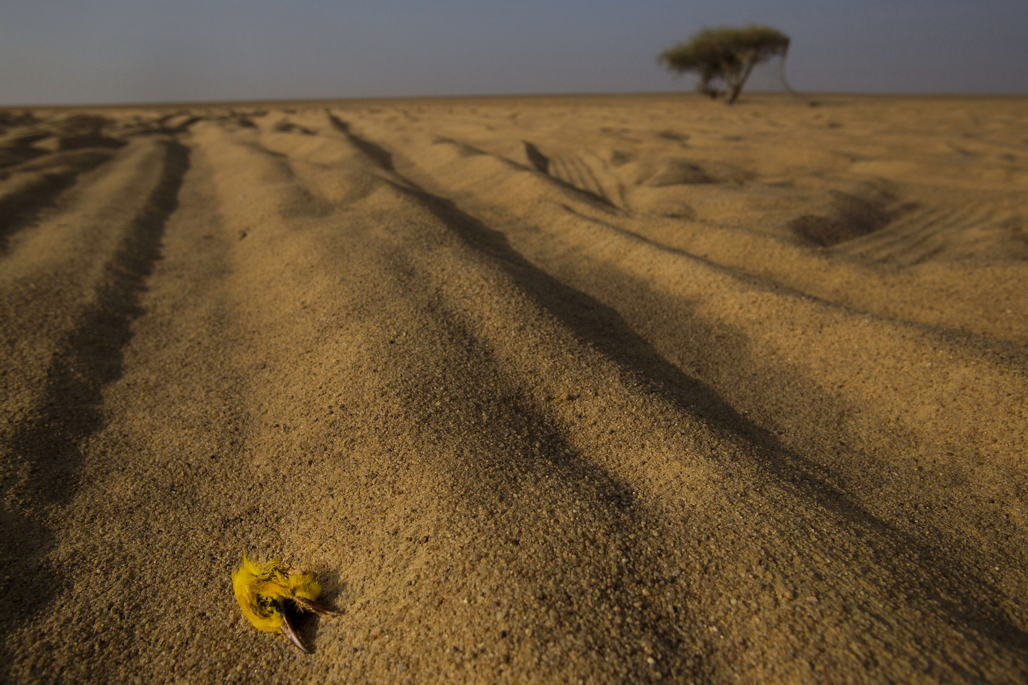 Ancient Water Underlies Arid Egypt | RealClearScience