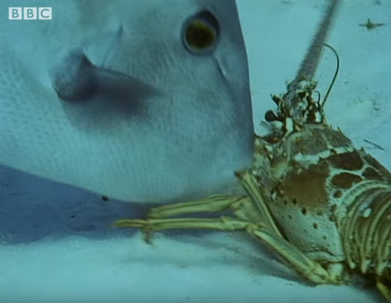 Watch a Trigger Fish Take On a Lobster | Video | RealClearScience