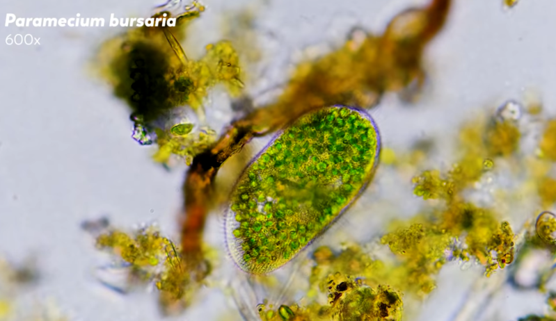 Why Sex Biologists Find New Explanations Realclearscience