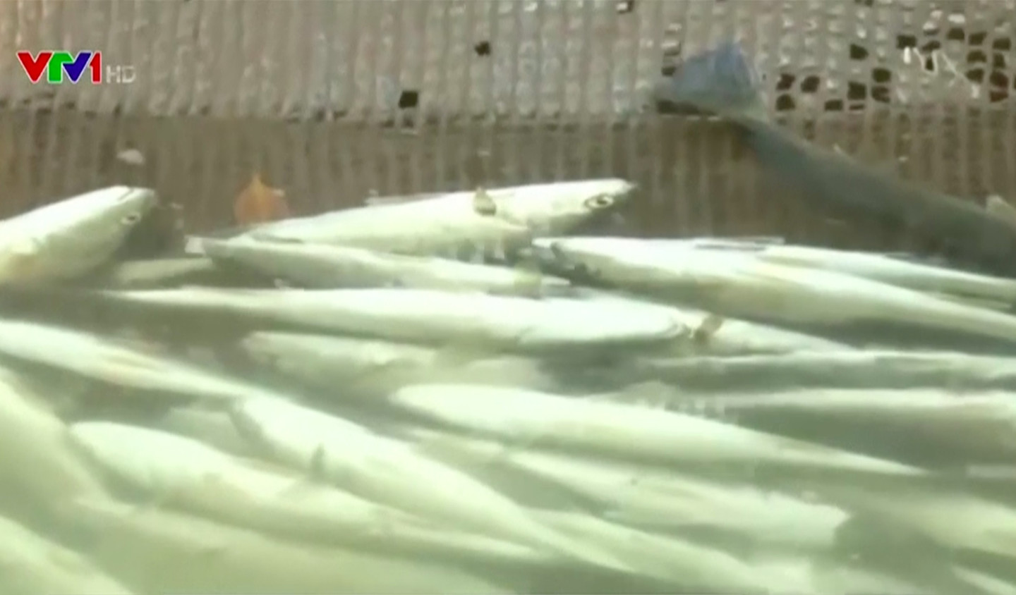 Why Do Humans Discard 46 Million Tonnes of Fish? | RealClearScience