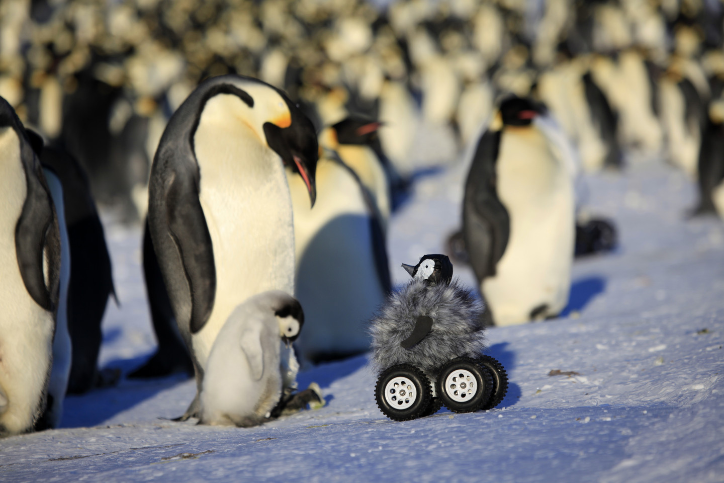 Emperor Penguins Could Be Extinct in Our Lifetimes | RealClearScience