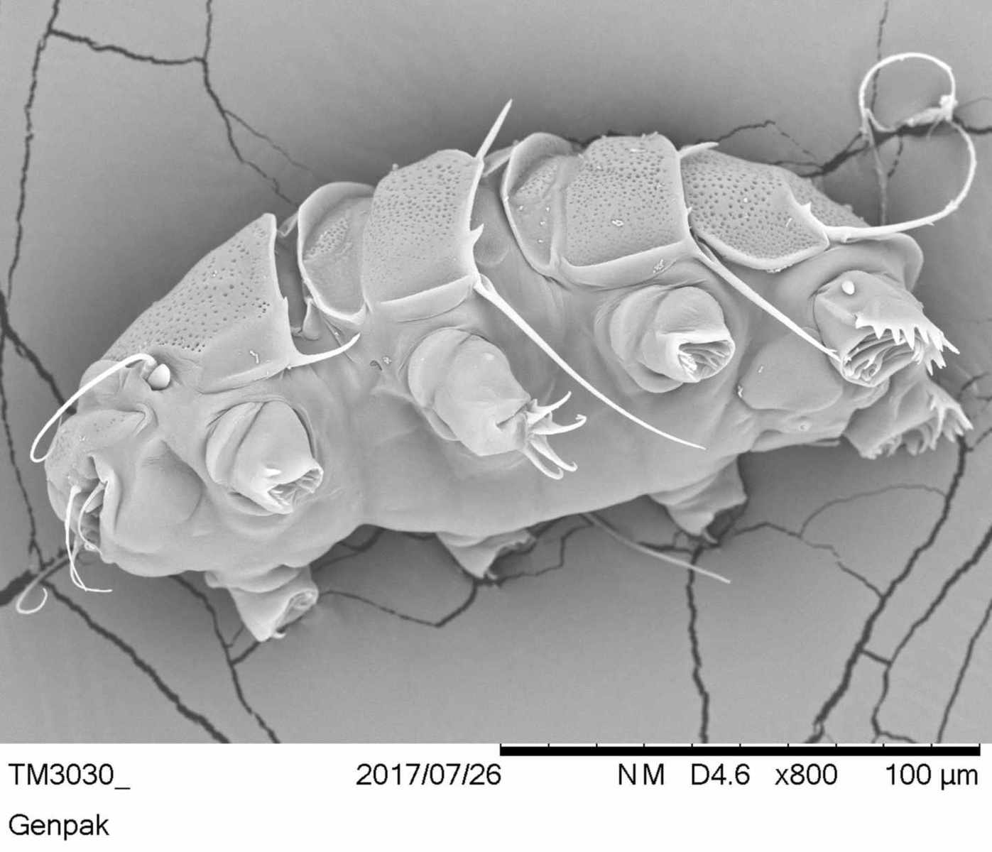 Theory Suggests Tardigrades Evolved From Ancient Worms | RealClearScience