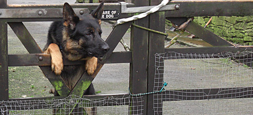 What Do Federal Watchdogs Actually Do Most of the Time ...