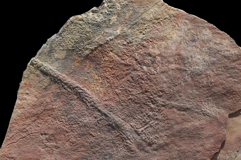 Ancient Worm Fossil Rolls Back Origins of Life | RealClearScience