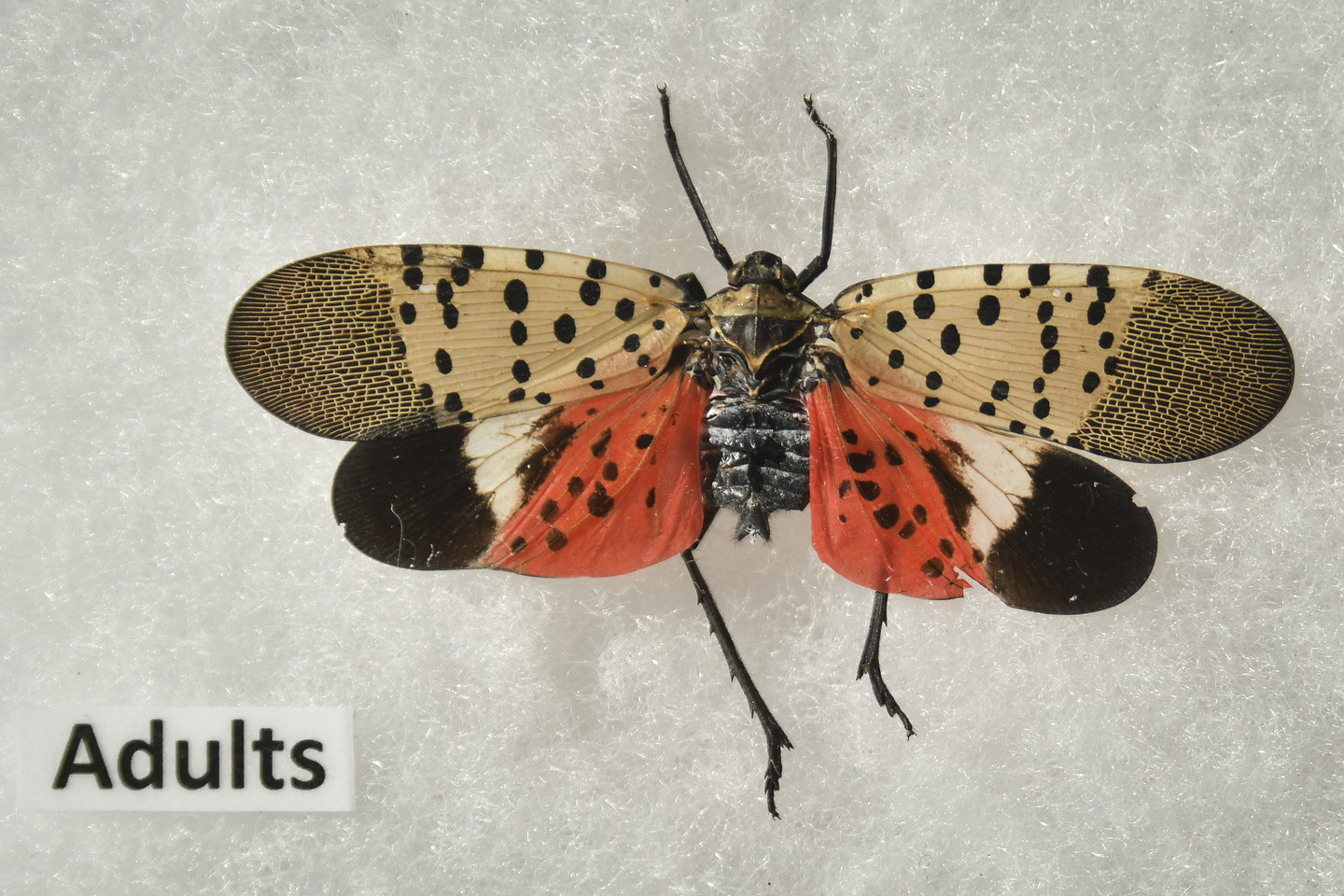 Destroy the Spotted Lanternfly, a Useless Insect | RealClearScience