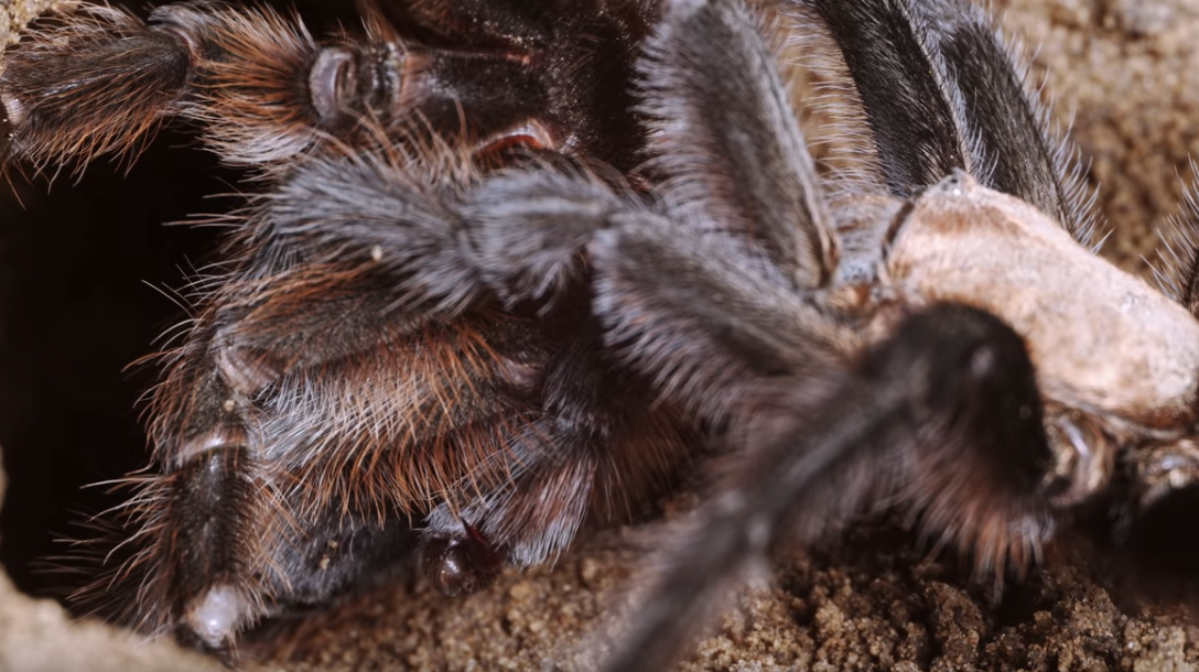 Watch: Tarantula Mating Is a Violent Dance | Video | RealClearScience