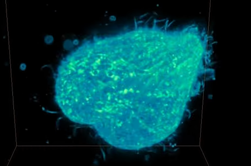 What Cells Actually Look Like | Video | RealClearScience