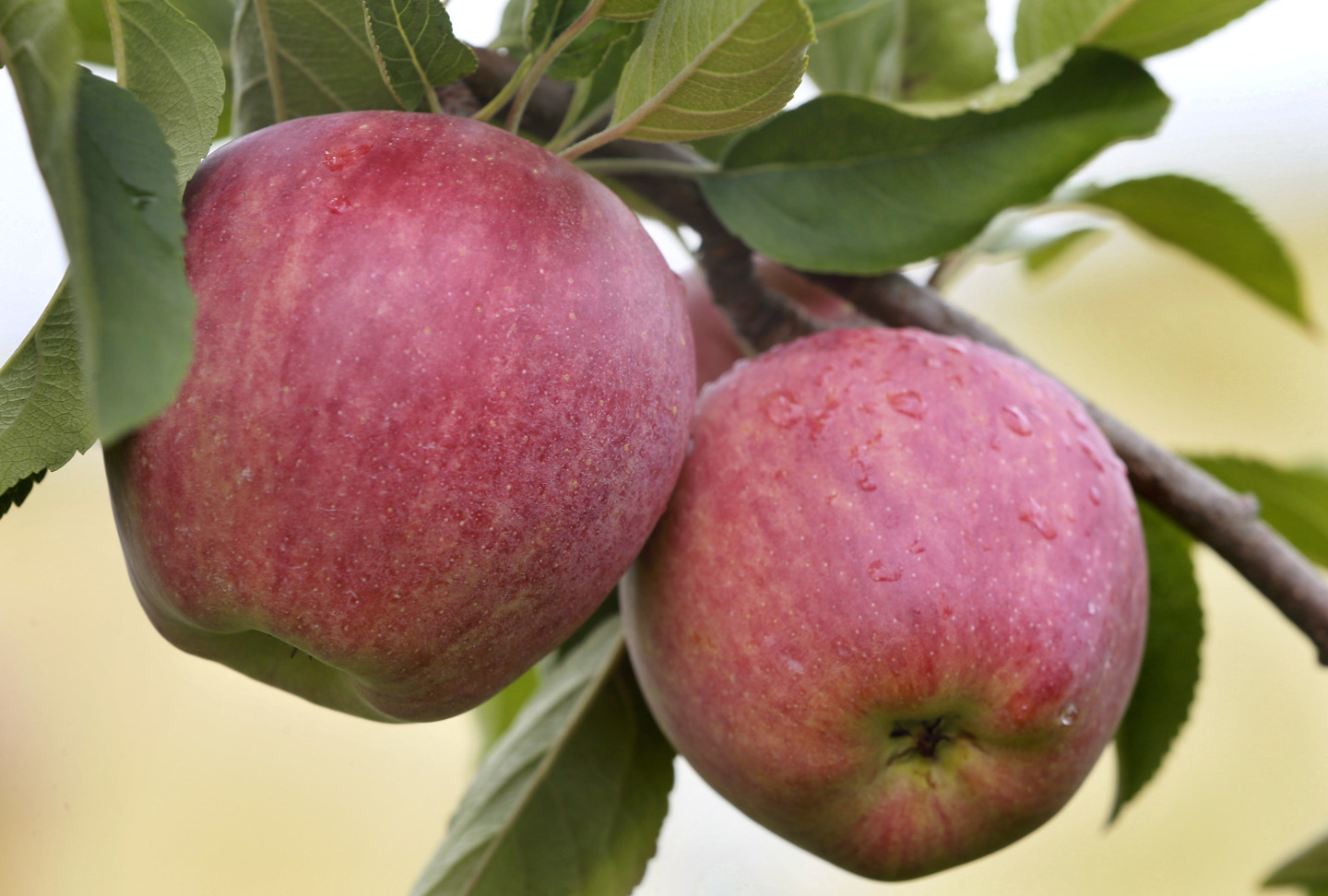 How Climate Change Endangers Red Apples | RealClearScience