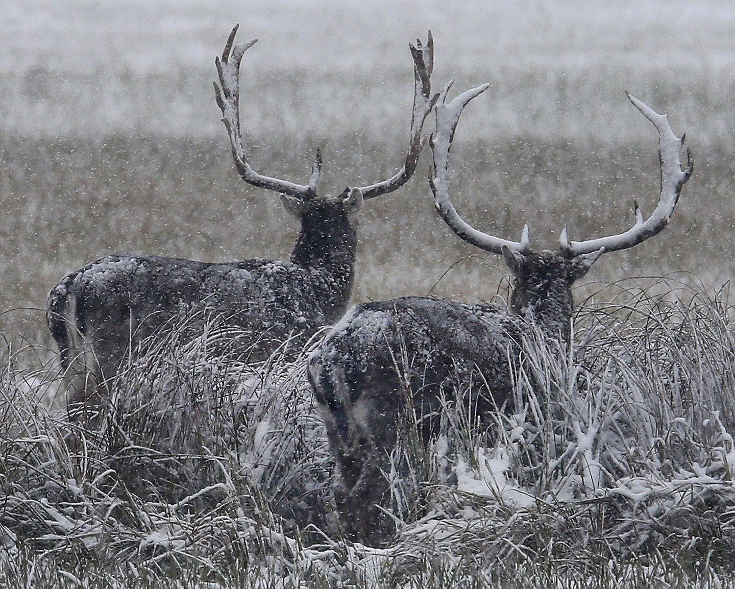 Antlers: The Secret to Deer's Cancer-Fighting Superpowers | Video ...