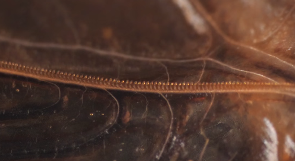Watch: Crickets Use Their Wings To Sing | Video | RealClearScience