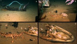 New Bone-Eating Worm Found in Alligator-Corpse Study | RealClearScience
