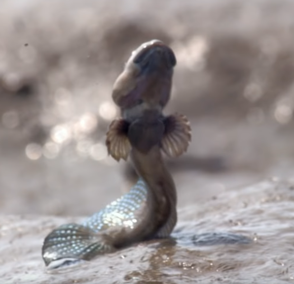 Mudskippers: The Fish That Walk on Land | Video | RealClearScience