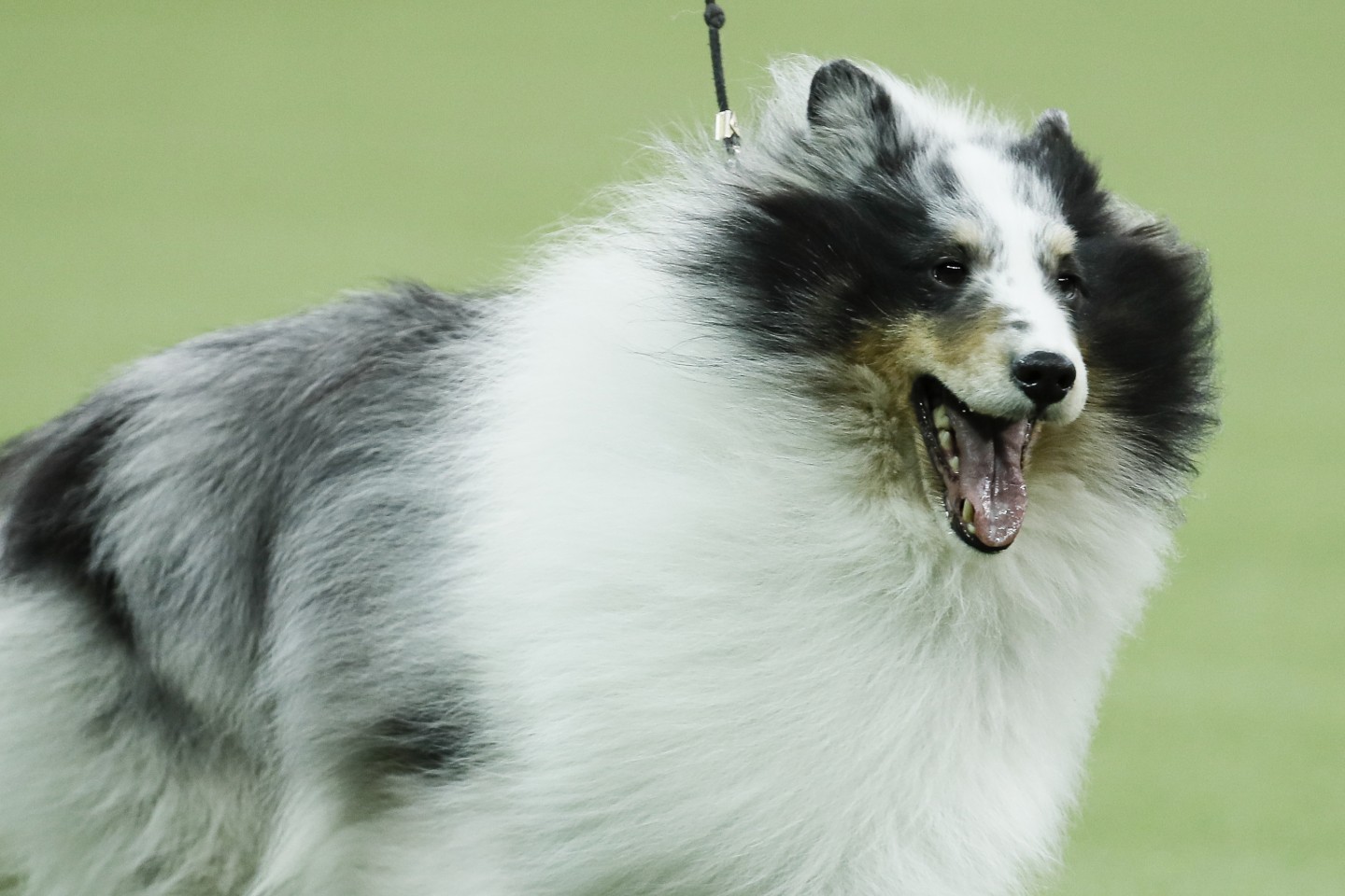 Five Amazing Facts About the Dog Digestive System | RealClearScience