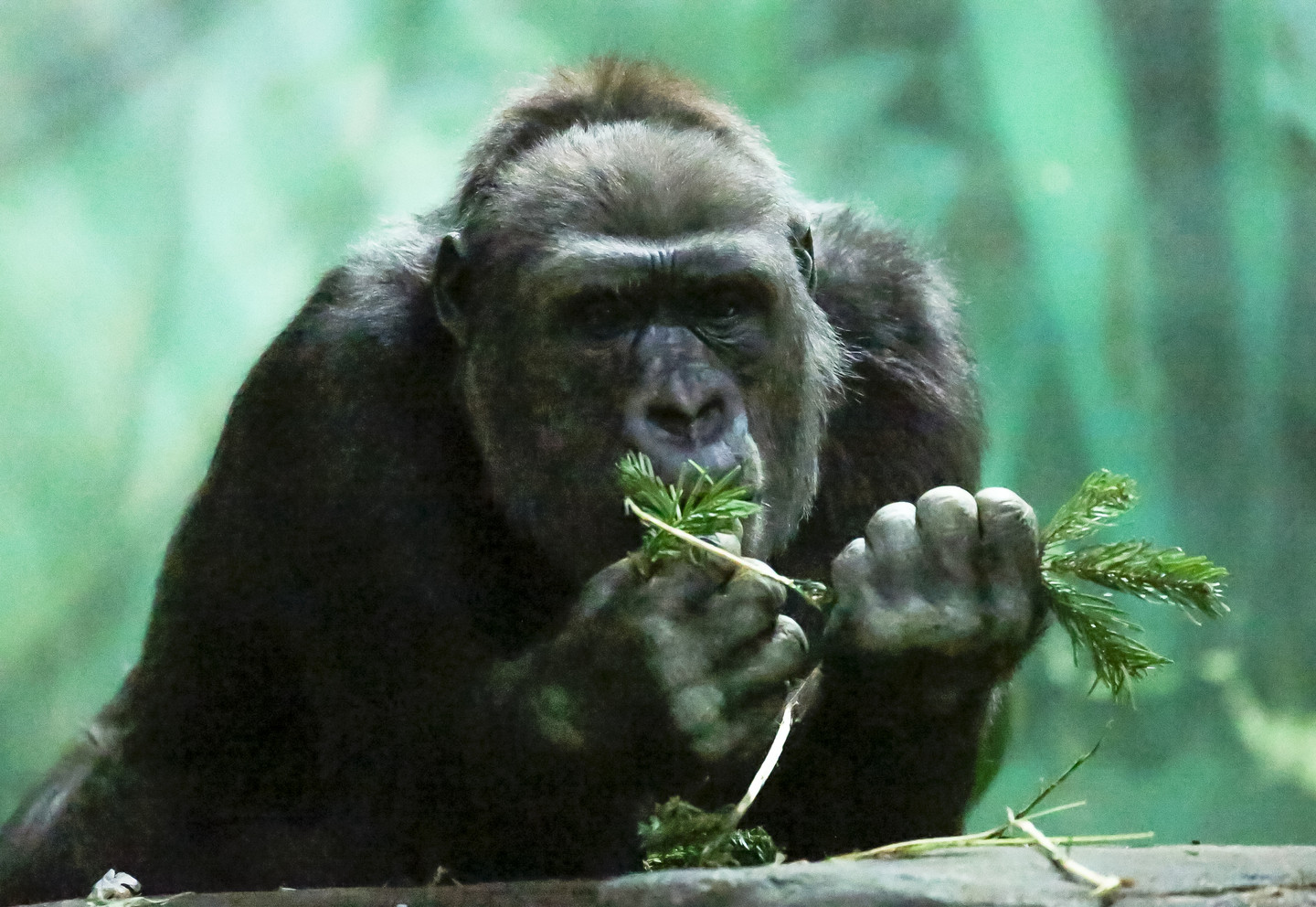 Great Ape Brains Have Feature Thought Unique to Humans | RealClearScience