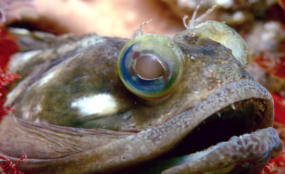Watch a Sarcastic Fringehead Fish Fight an Octopus | Video ...
