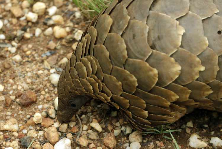 Pangolins May Have Passed Coronavirus From Bats to Humans ...