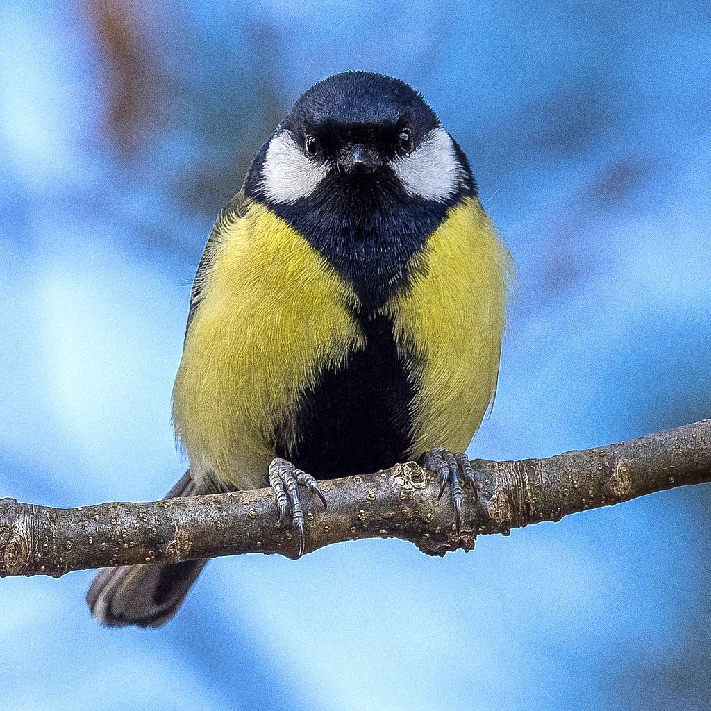 The Attack of the Brain-Eating Killer Songbirds | Video | RealClearScience