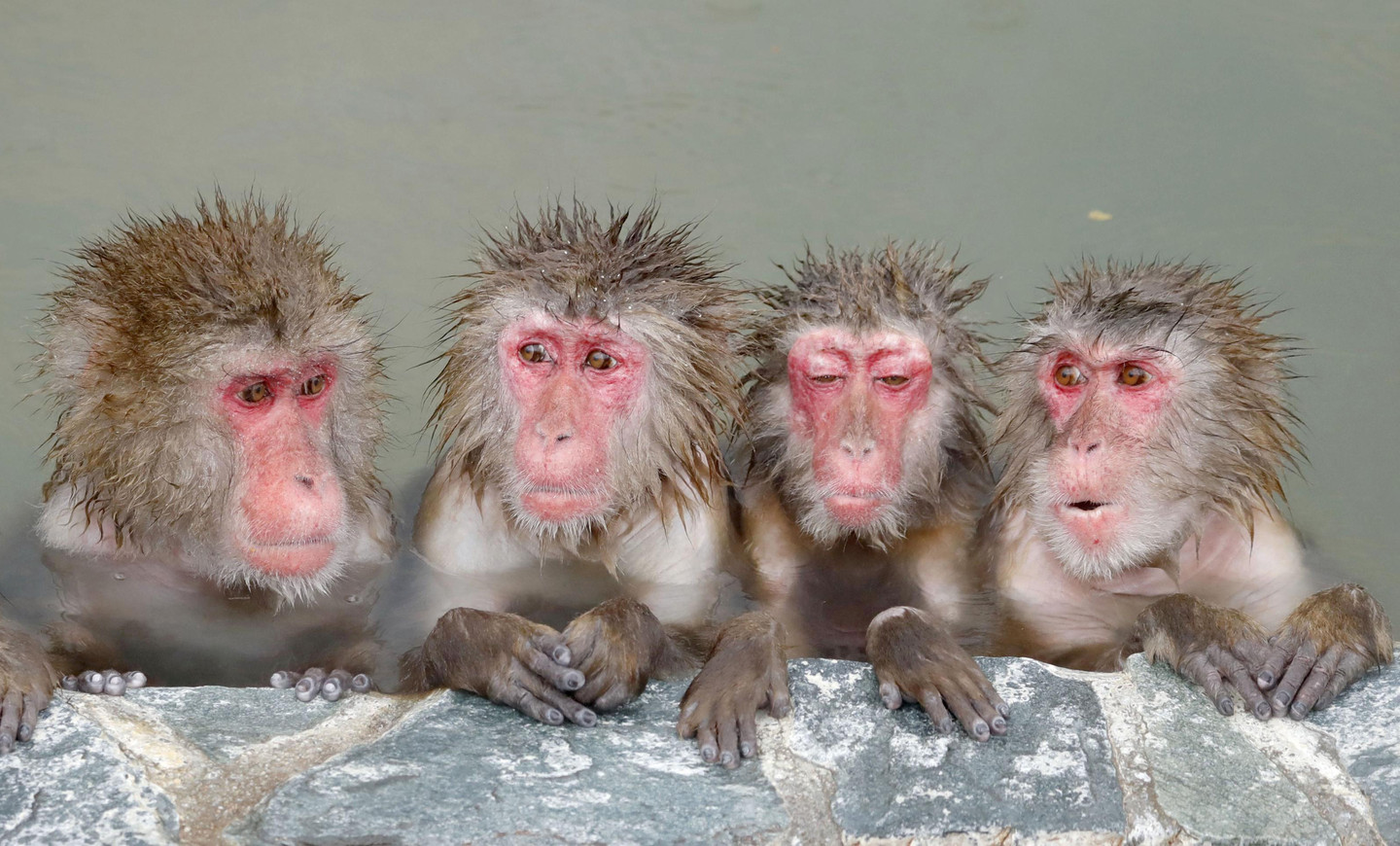 Monkeys Develop Protective Antibodies to SARS-CoV-2 | RealClearScience
