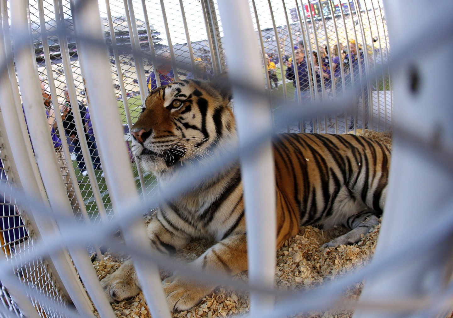 'Tiger King' and America's Captive Tiger Problem | RealClearPolicy