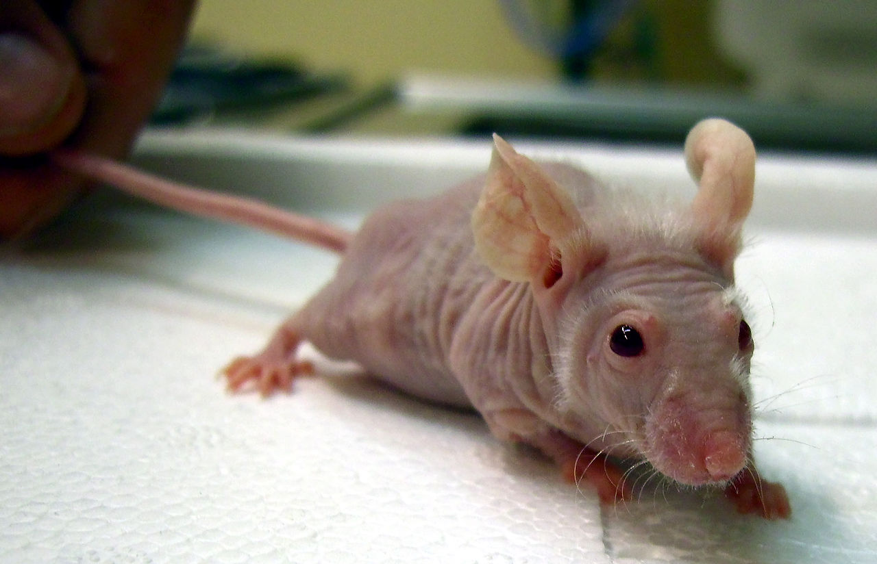 The Rise of Humanized Mice | RealClearScience