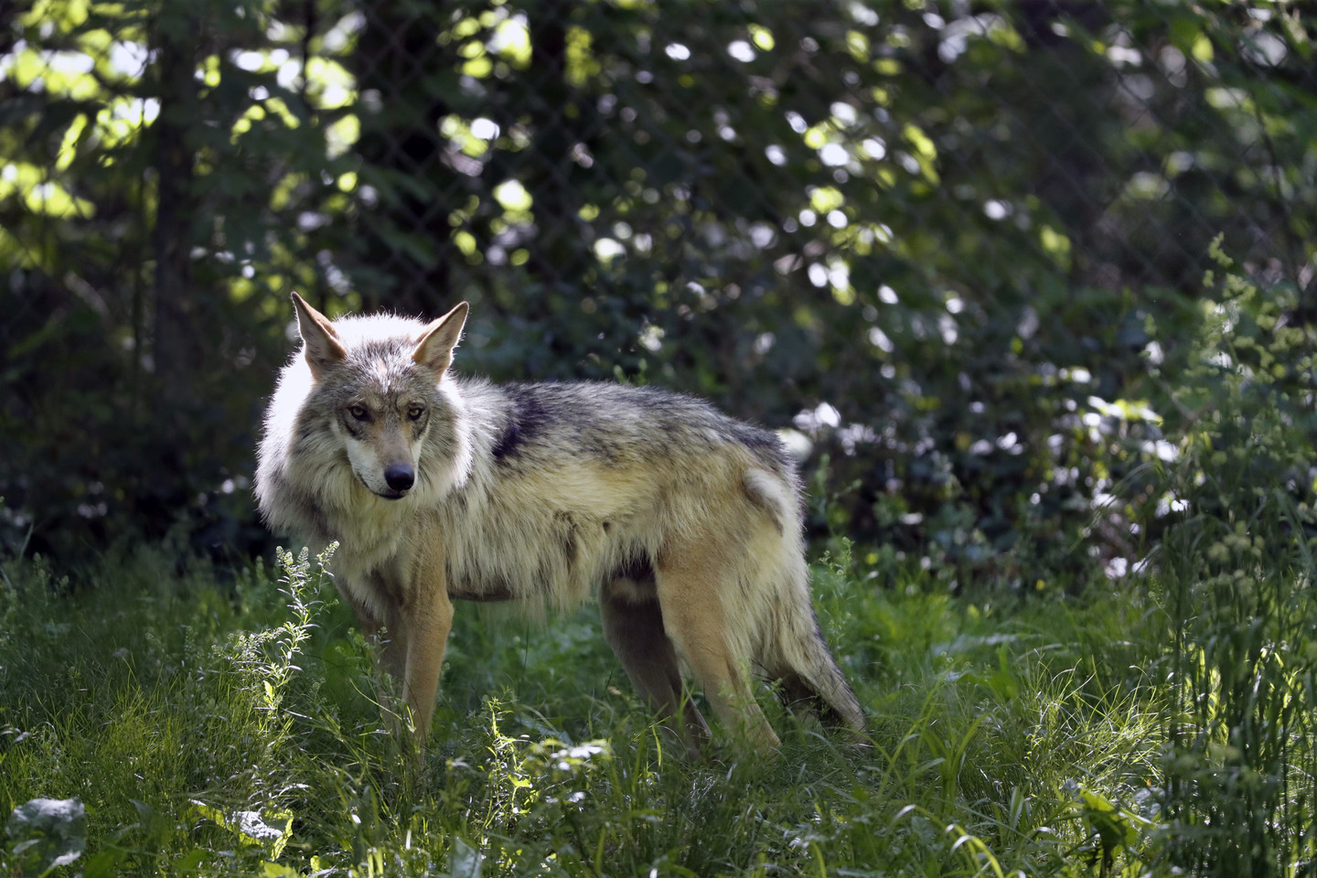 Why Wolves Don't Chirp | Video | RealClearScience