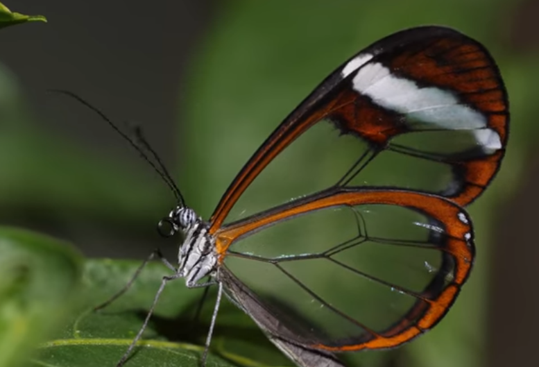 The Amazing Wings of Glasswing Butterflies | Video | RealClearScience