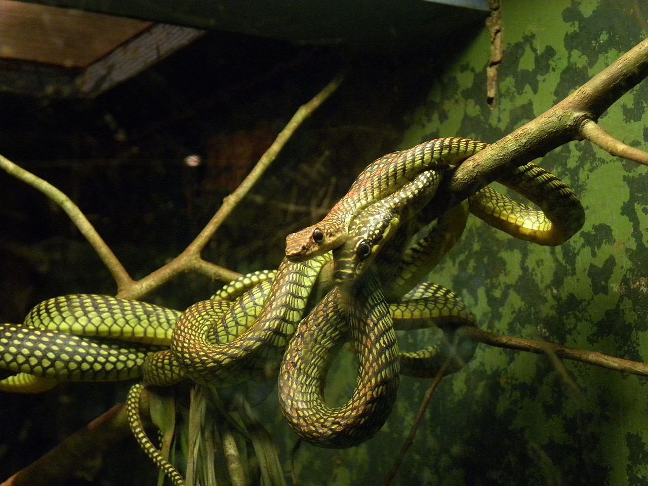 How Flying Snakes Stay Aloft | RealClearScience