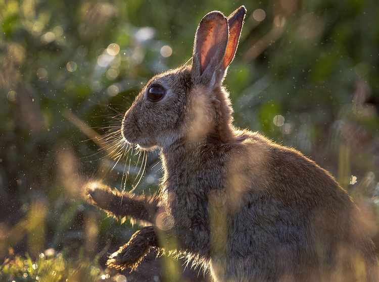 Some of You Rabbits Are Winning. Others Not | RealClearPolitics