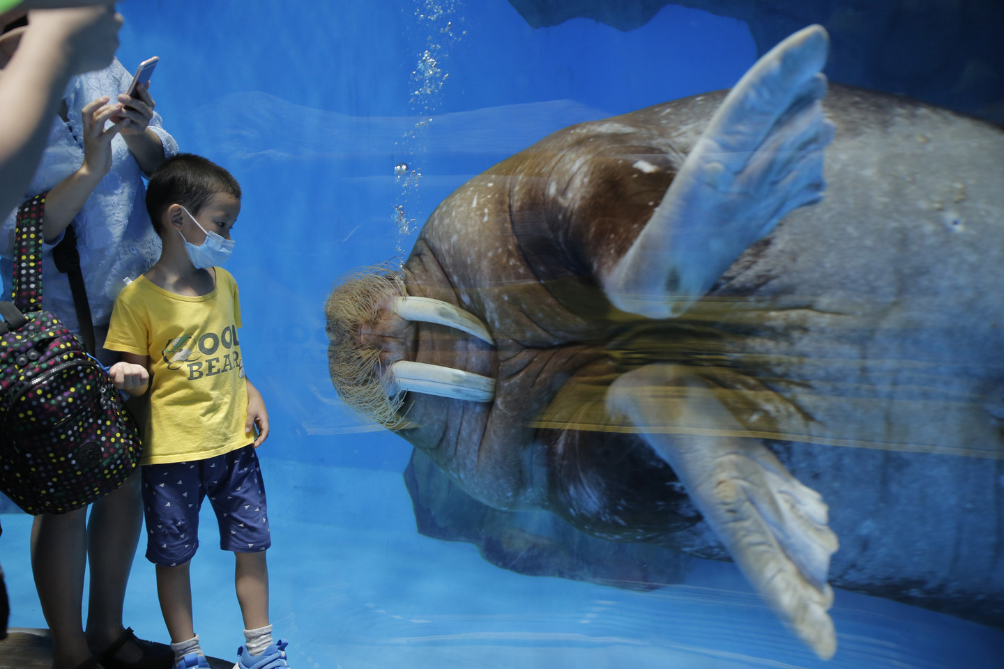 Why You Don't Really Know the Size of a Walrus | Video | RealClearScience