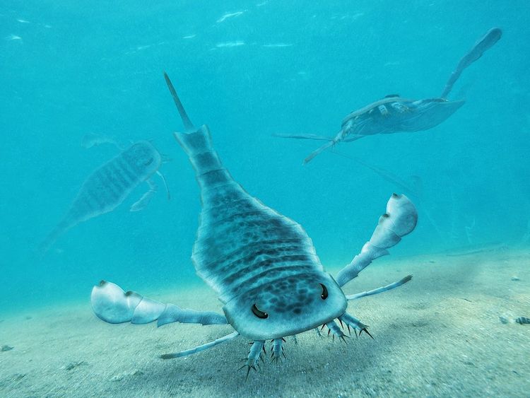 Giant Sea Scorpions Were the Underwater Titans of Prehistoric Australia ...