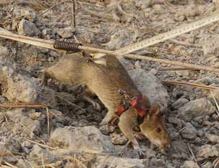 Land Mine-Detecting Rats Upending Military Norms | RealClearScience