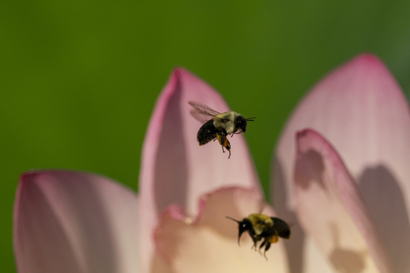 Why Do Bees Sometimes Attack Plants? | Video | RealClearScience