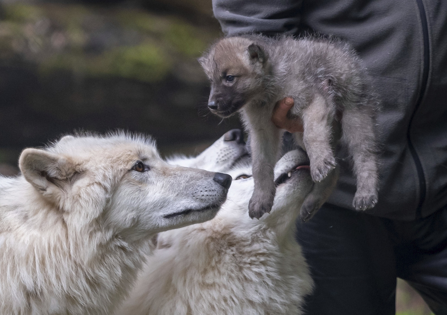 Dogs Are Not Wolves | RealClearScience