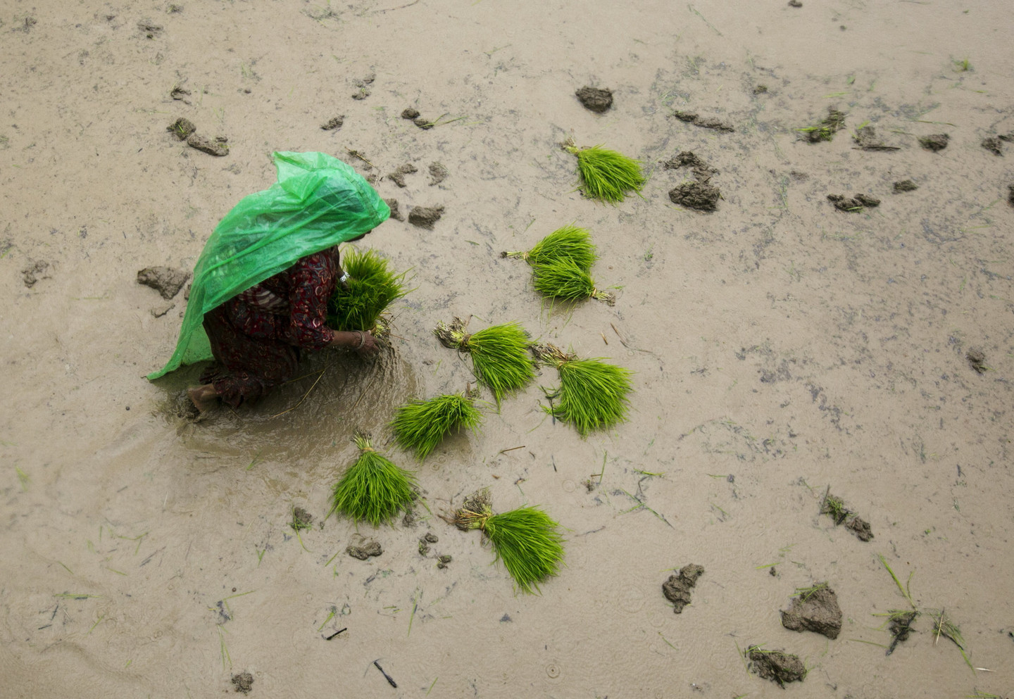 How Mud Changed Life on Planet Earth | RealClearScience