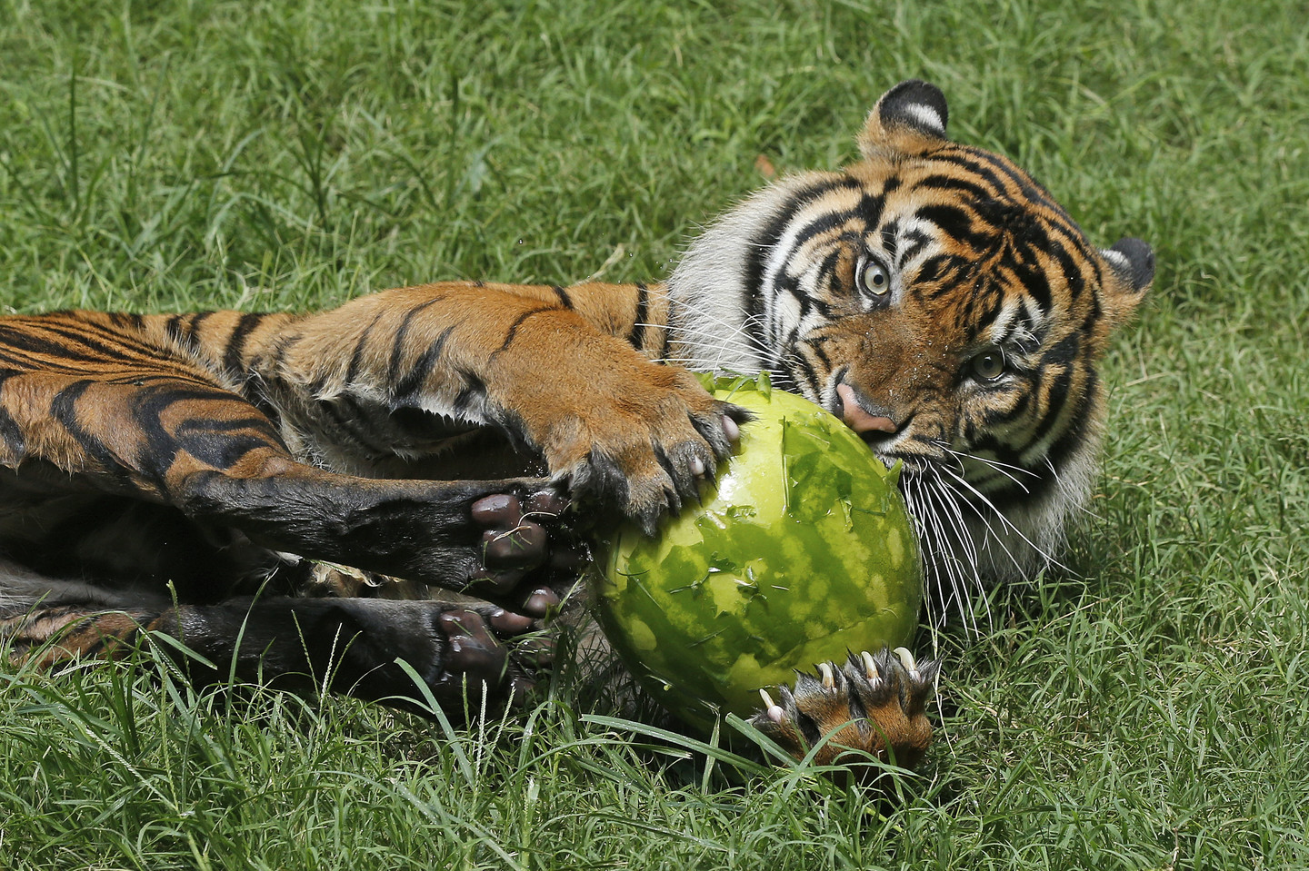 What Animals Are Most Likely to Prey Upon Humans? | RealClearScience