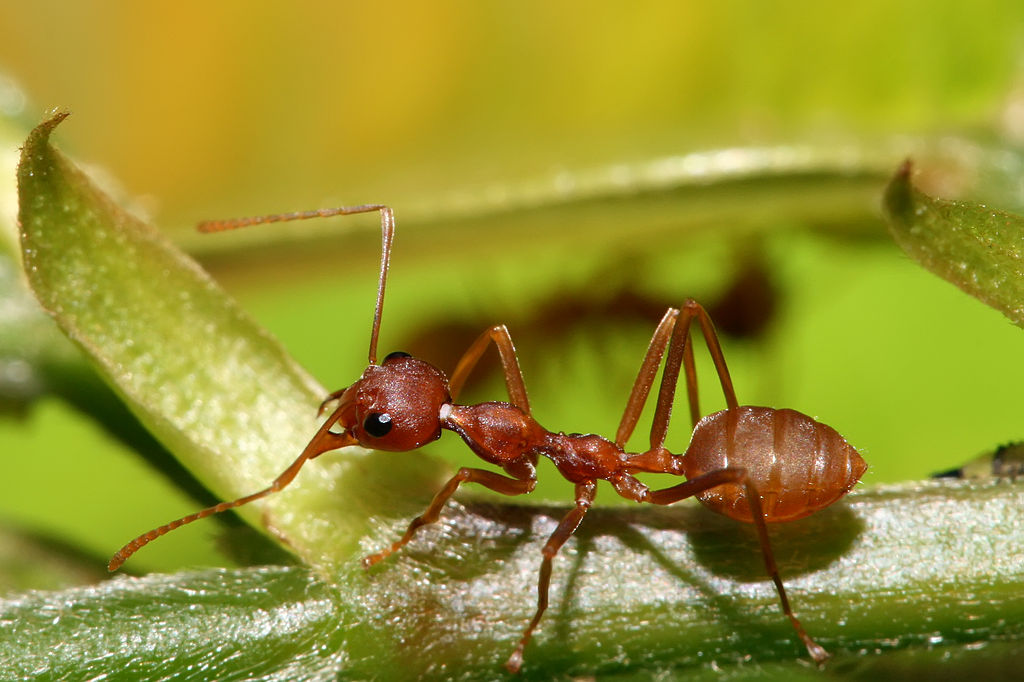 The Warrior Kingdoms of the Weaver Ant | Video | RealClearScience