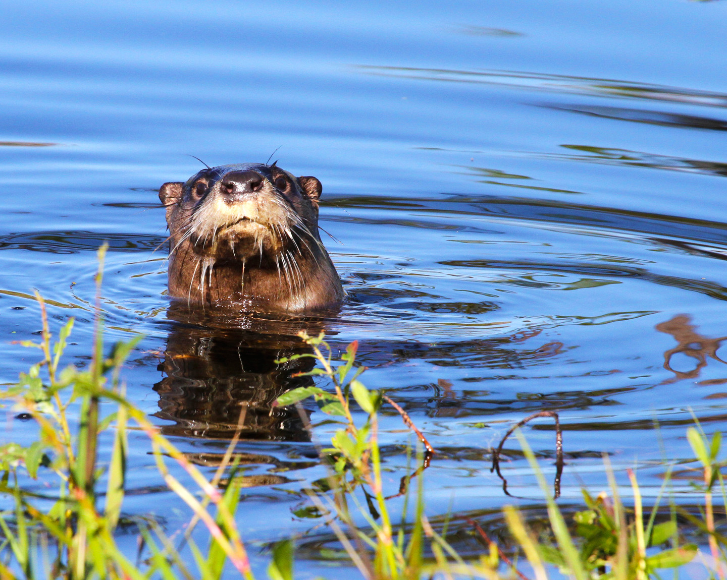 Why River Otters Have Bones in Their Hearts | Video | RealClearScience