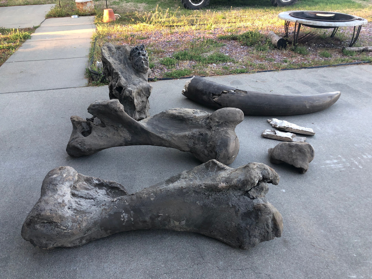 DNA Study Reveals Secrets of North American Mastodons | RealClearScience