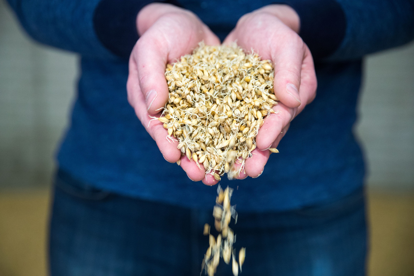 Ancient Grains Hint at Prehistoric Beer Brewing | RealClearScience