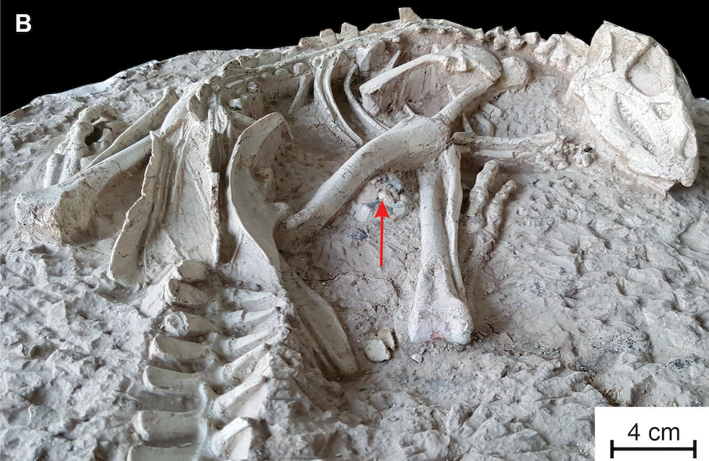 New Burrowing Dinosaur May Have Died During Eruption | RealClearScience