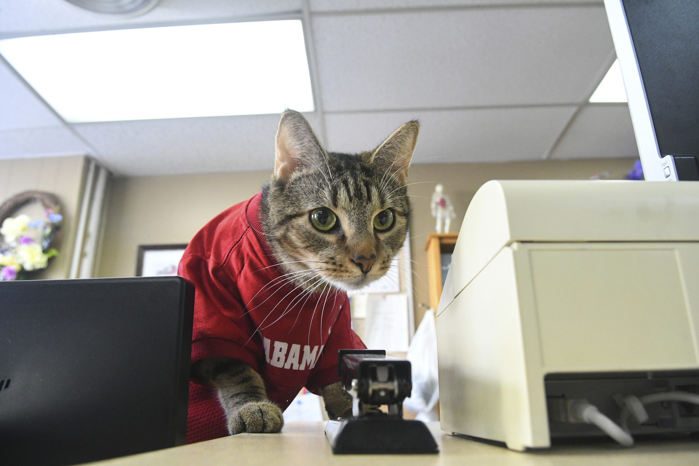 Extremely Good Cat Learns to Copy Human Movements | RealClearScience