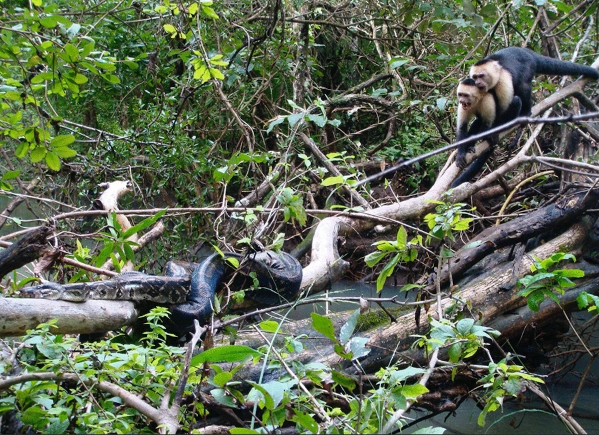 Monkeys Filmed Working Together to Save a Juvenile From a Boa ...