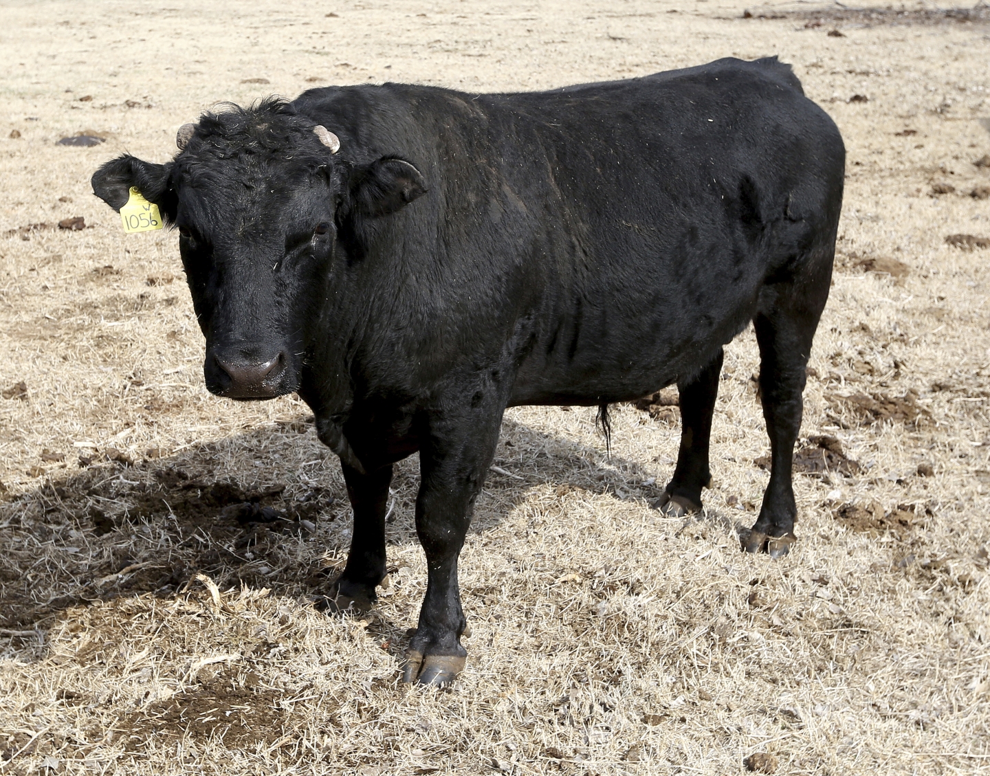 First 3D-Bioprinted Structured Wagyu Beef-Like Meat Unveiled ...