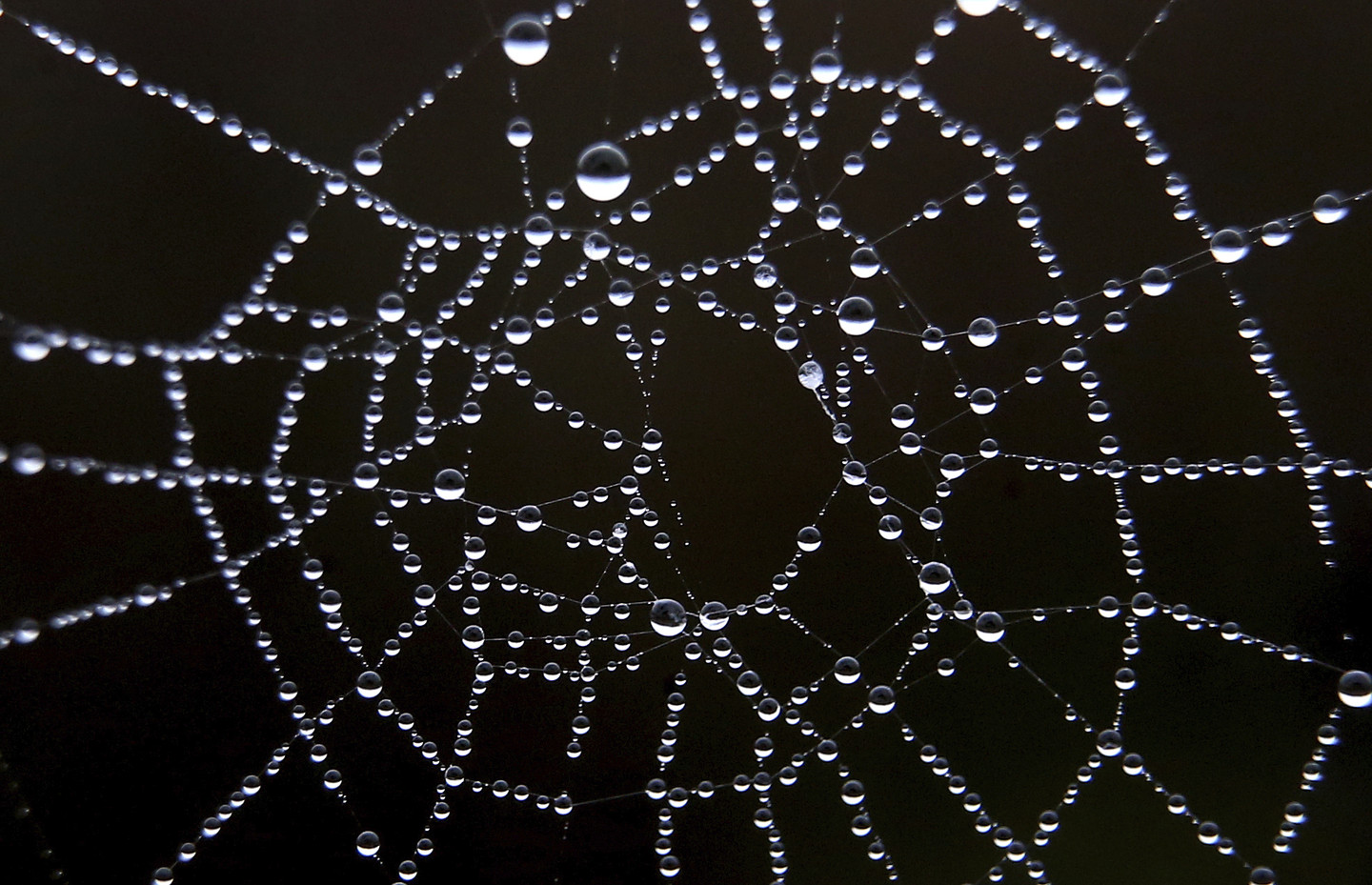 Spider Web Architecture Used for 3d Imaging Technology | RealClearScience