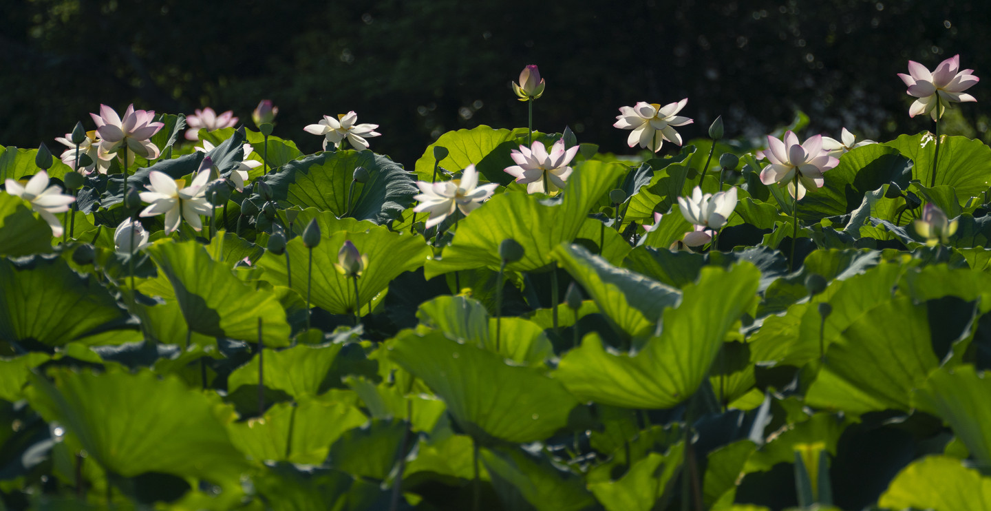 The Underground Life of Plants | RealClearScience