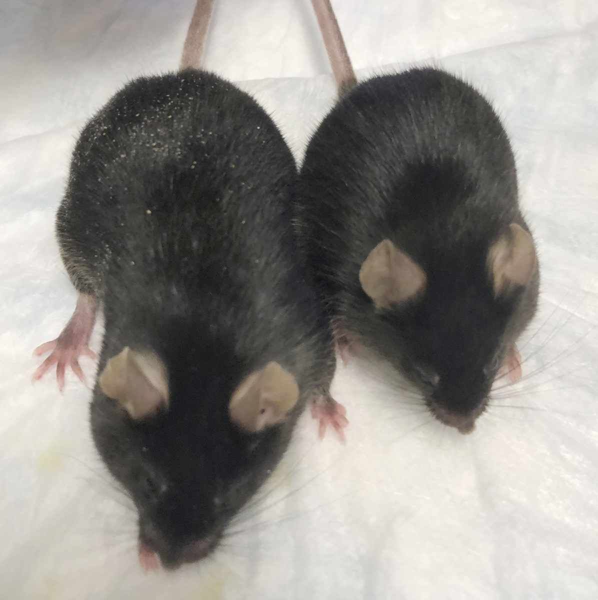 Reversal of Biological Clock Restores Vision in Old Mice | RealClearScience