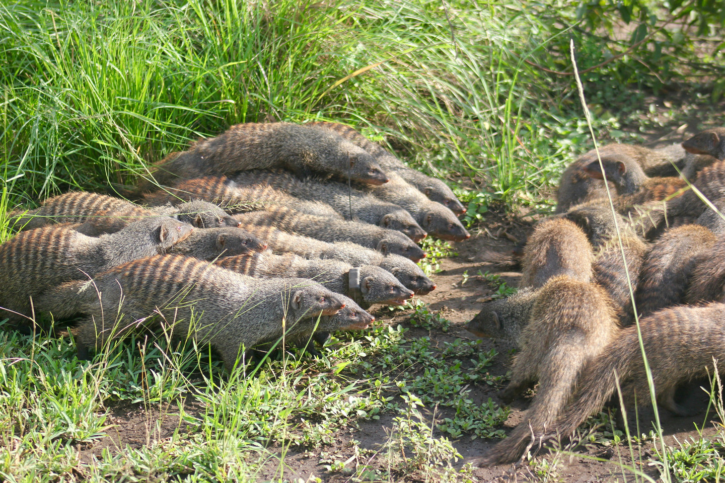 Female Mongooses Start Wars to Mate With Rival Males | RealClearScience